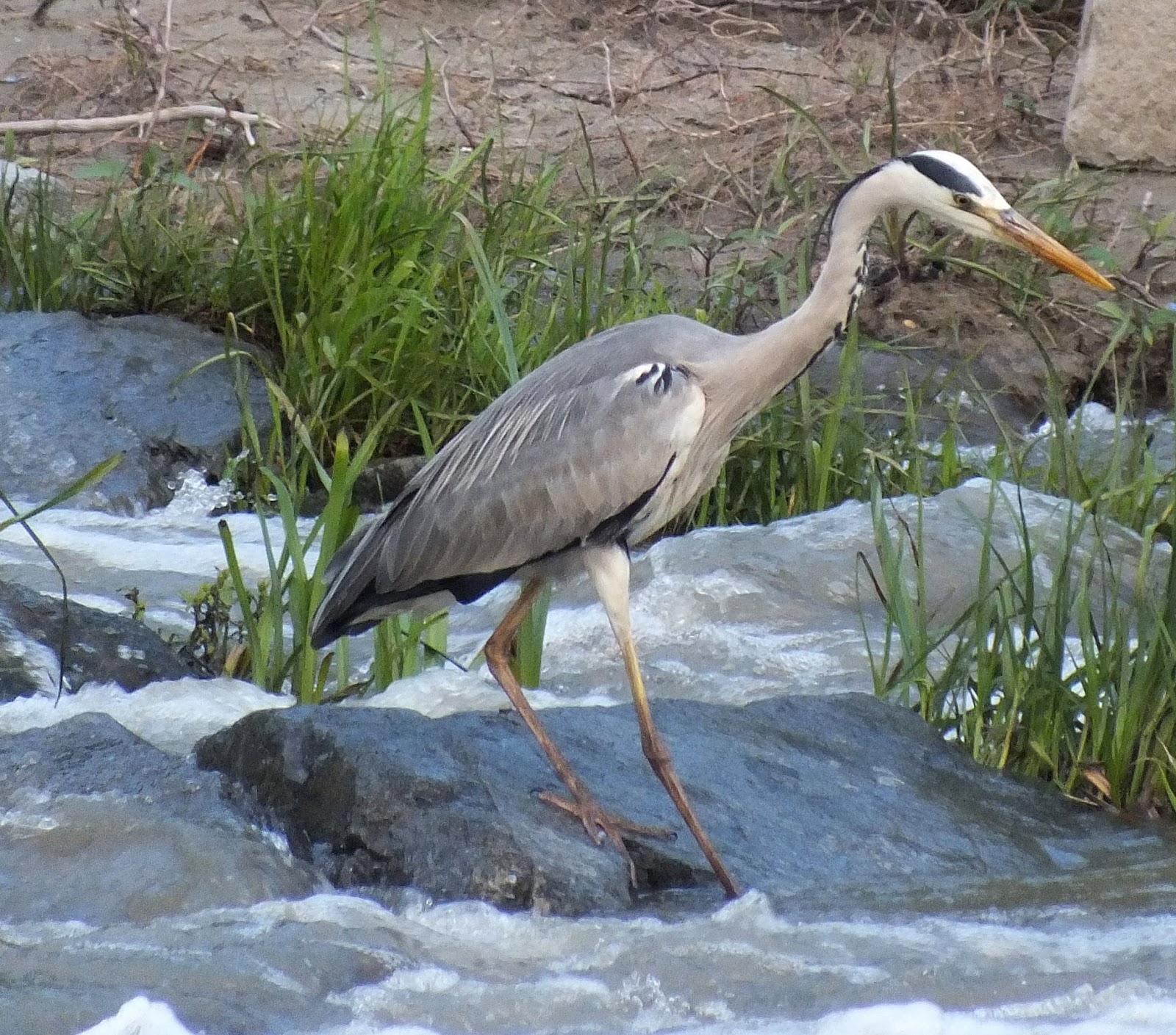 Jurnal unui desculț : starc cenusiu baraj raul vedea alexandria teleorman