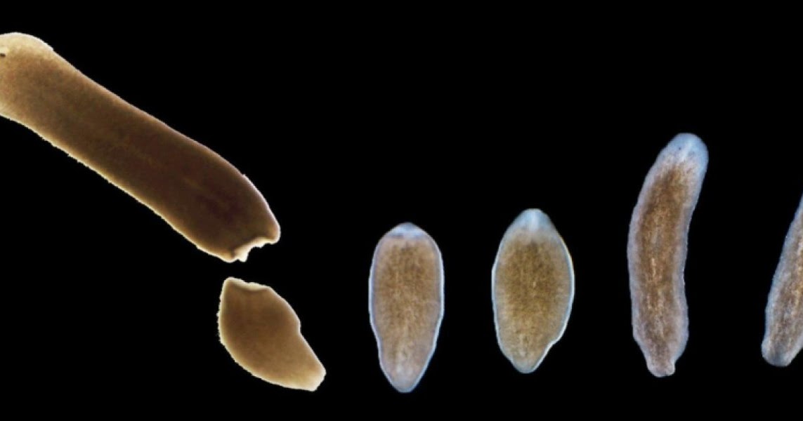 First complete genome assembly of planarian flatworm reveals treasure ...