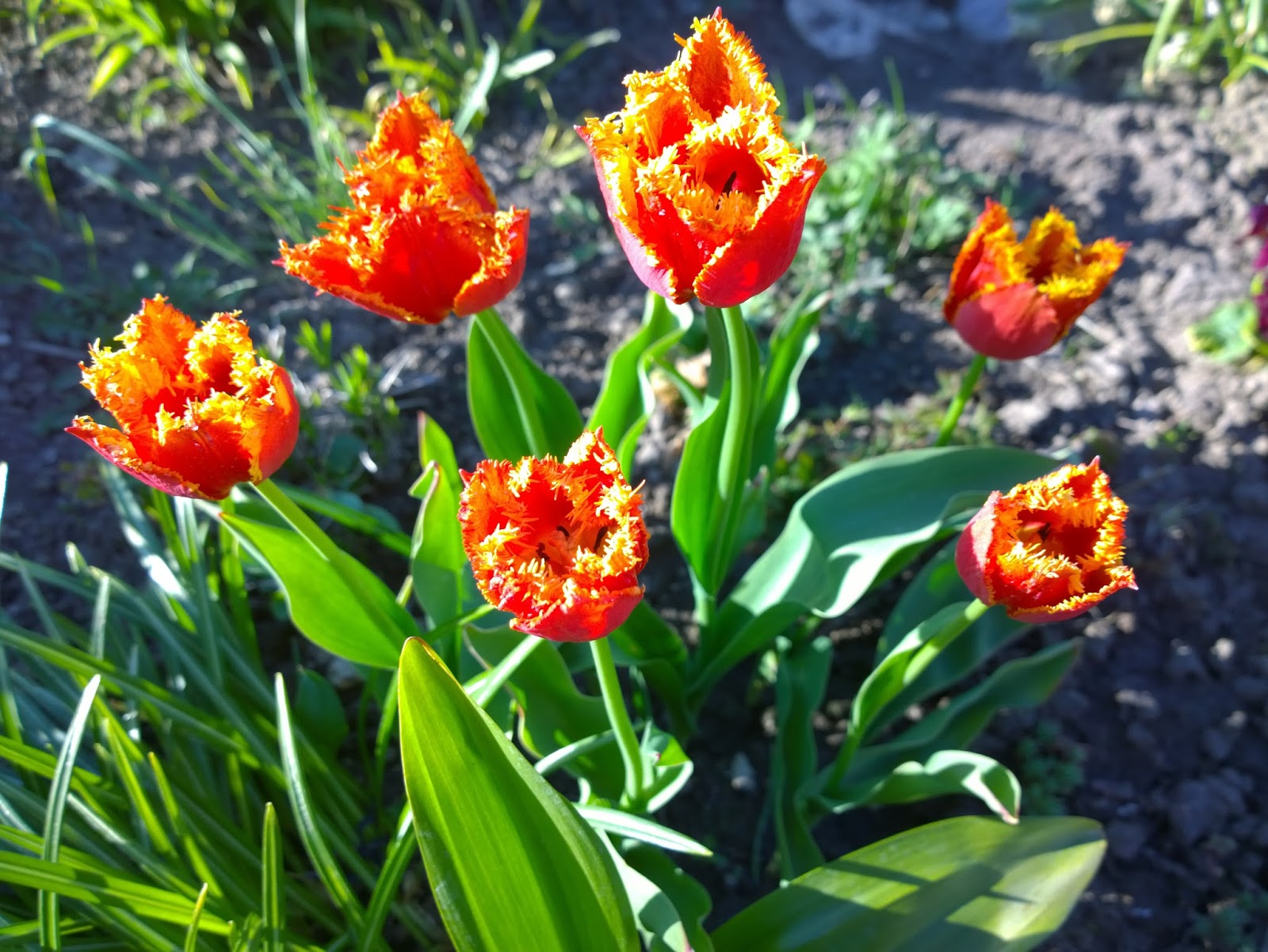 Manni tegemised: Tublid tulbid