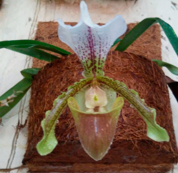 Orquídeas do nosso quintal: Paphiopedilum superbiens “Orquídea ...