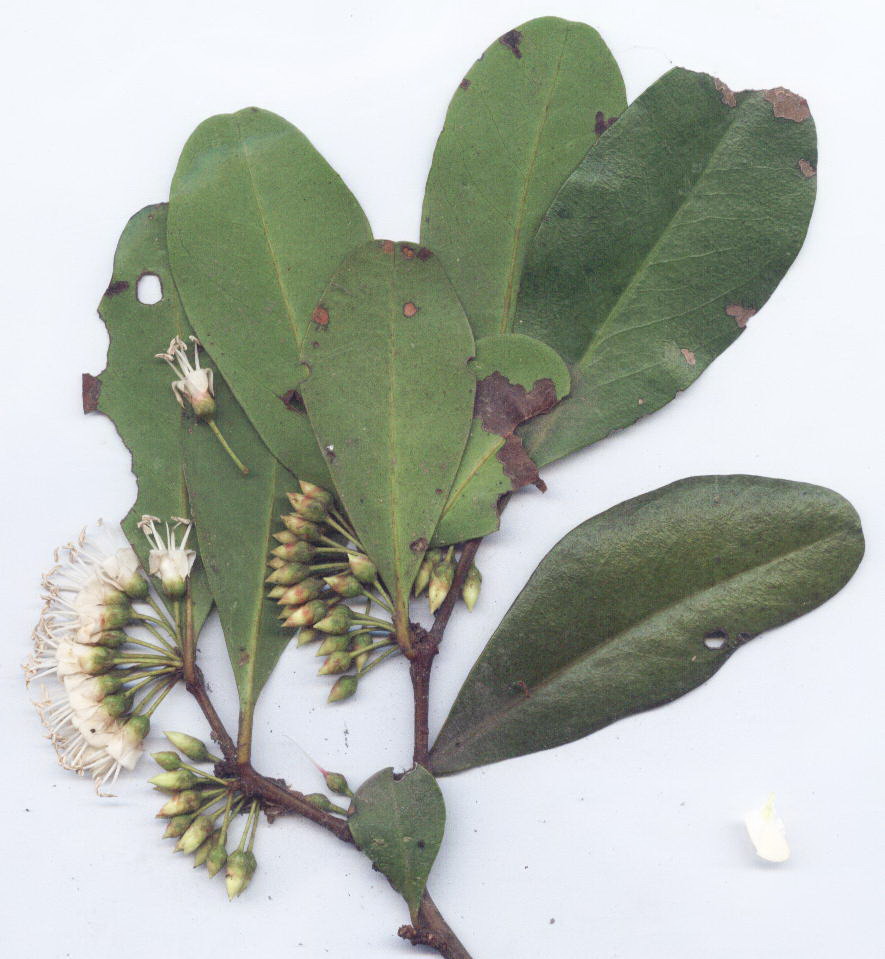 Atlantia racemosa | Flowering Plants and Pictures