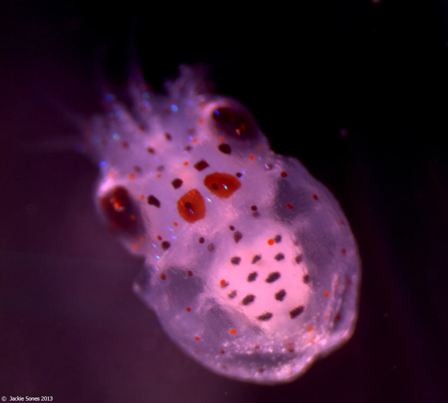 The Natural History of Bodega Head: Day 92: Ta da!