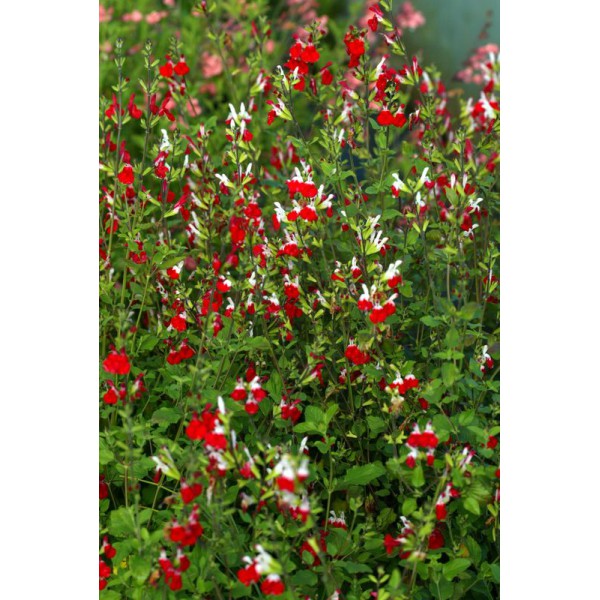 sauge arbustive - France News Collections