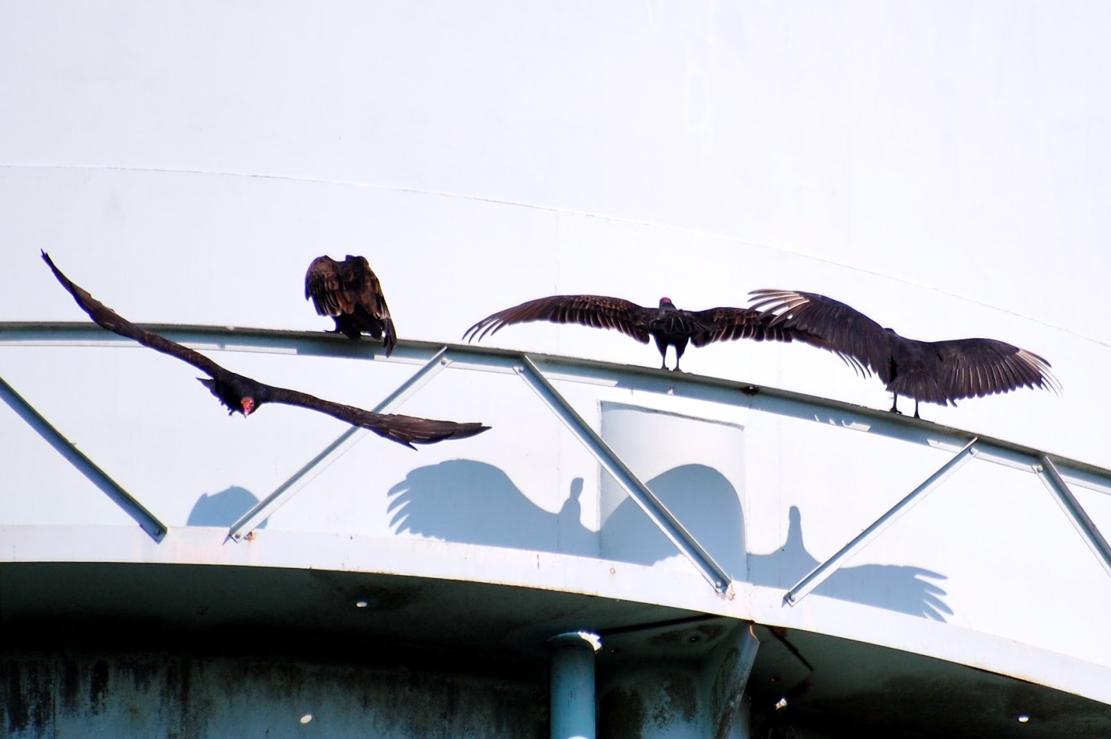 Urban Wildlife Guide: Vulture Shadows