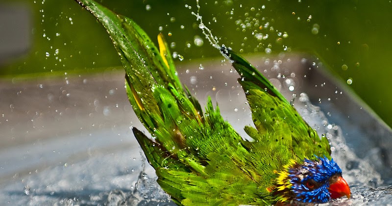 Bird Pictures Amazing Birds | Animal Photo