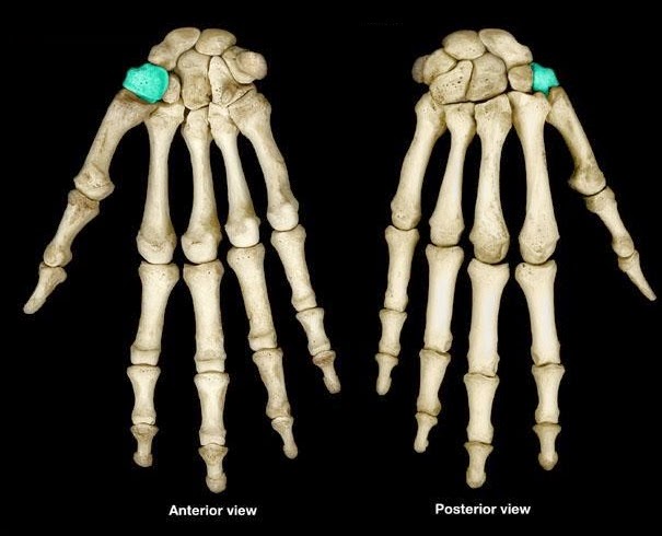 Пальпация кисти: кости запястья и лучезапястного сустава.