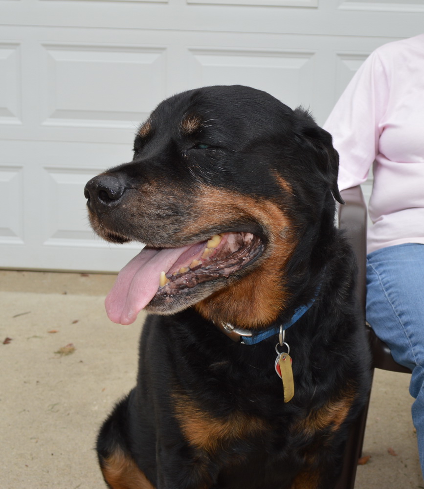 Living with Rottweilers: We celebrate another birthday milestone. Our ...