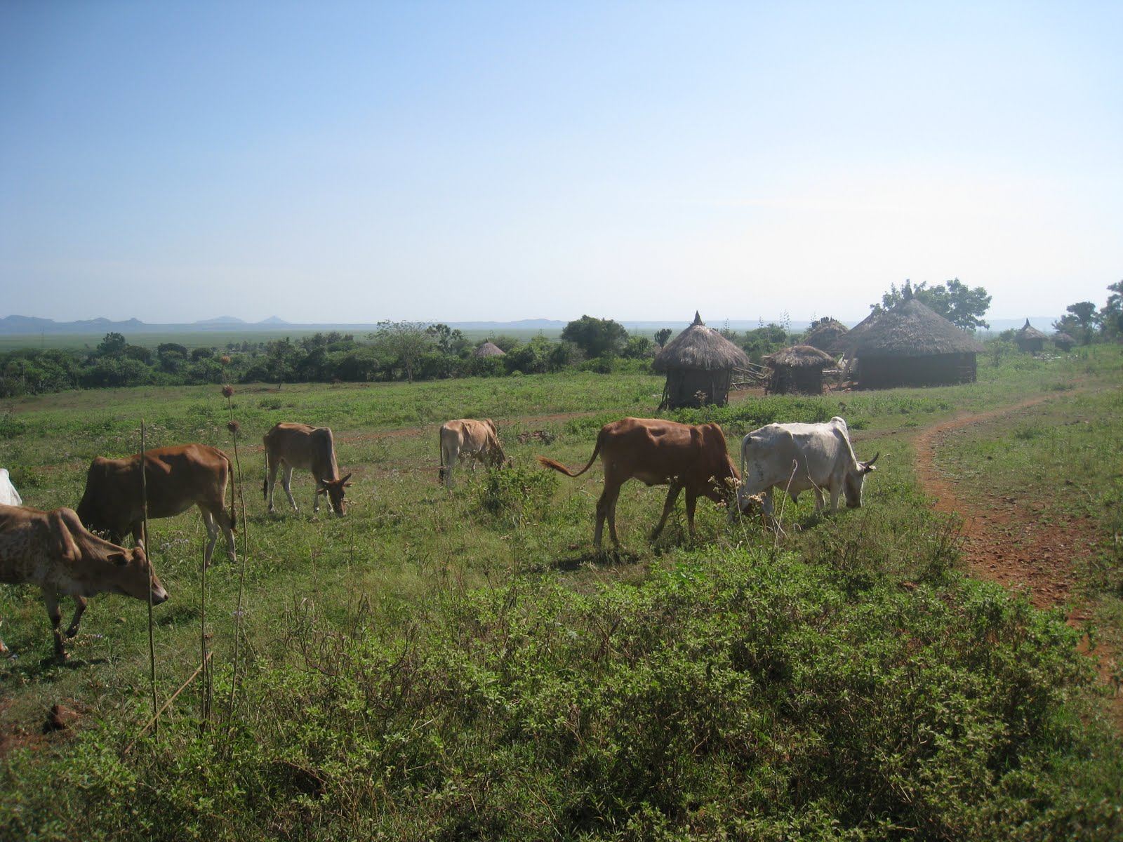 Habari Gani?: Sheep (kondoo), Goats (mbuzi), and Cows (ng’ombe) Oh My!