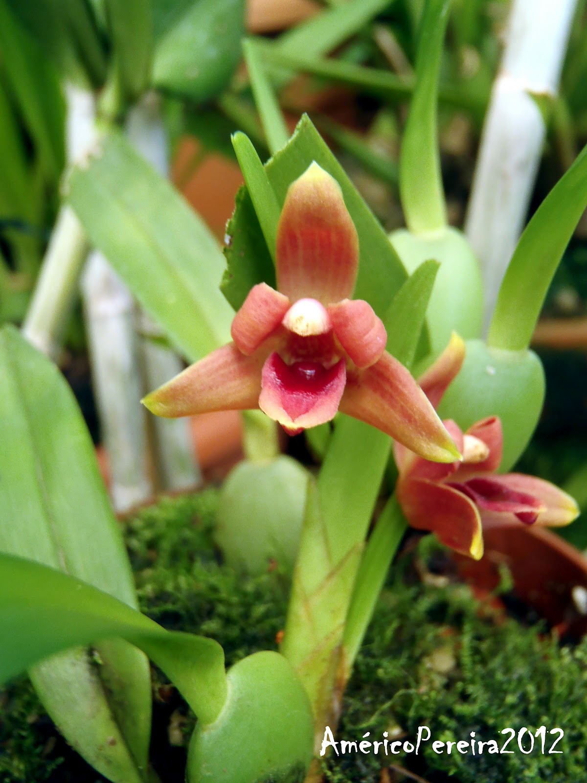 Orquídeas soltas: Maxillaria variabilis var. 'red'