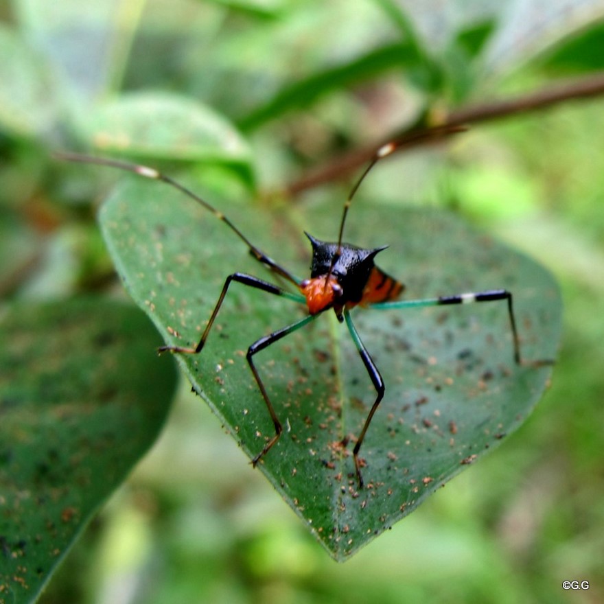 Nature Wonders Gershonized: Papua New Guinea collection of insects 9_2011
