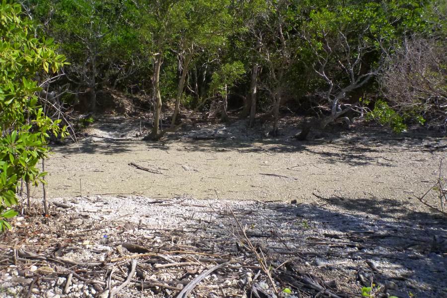 Queensland Coast: Queensland Mangroves Die from Volcanic Eruption