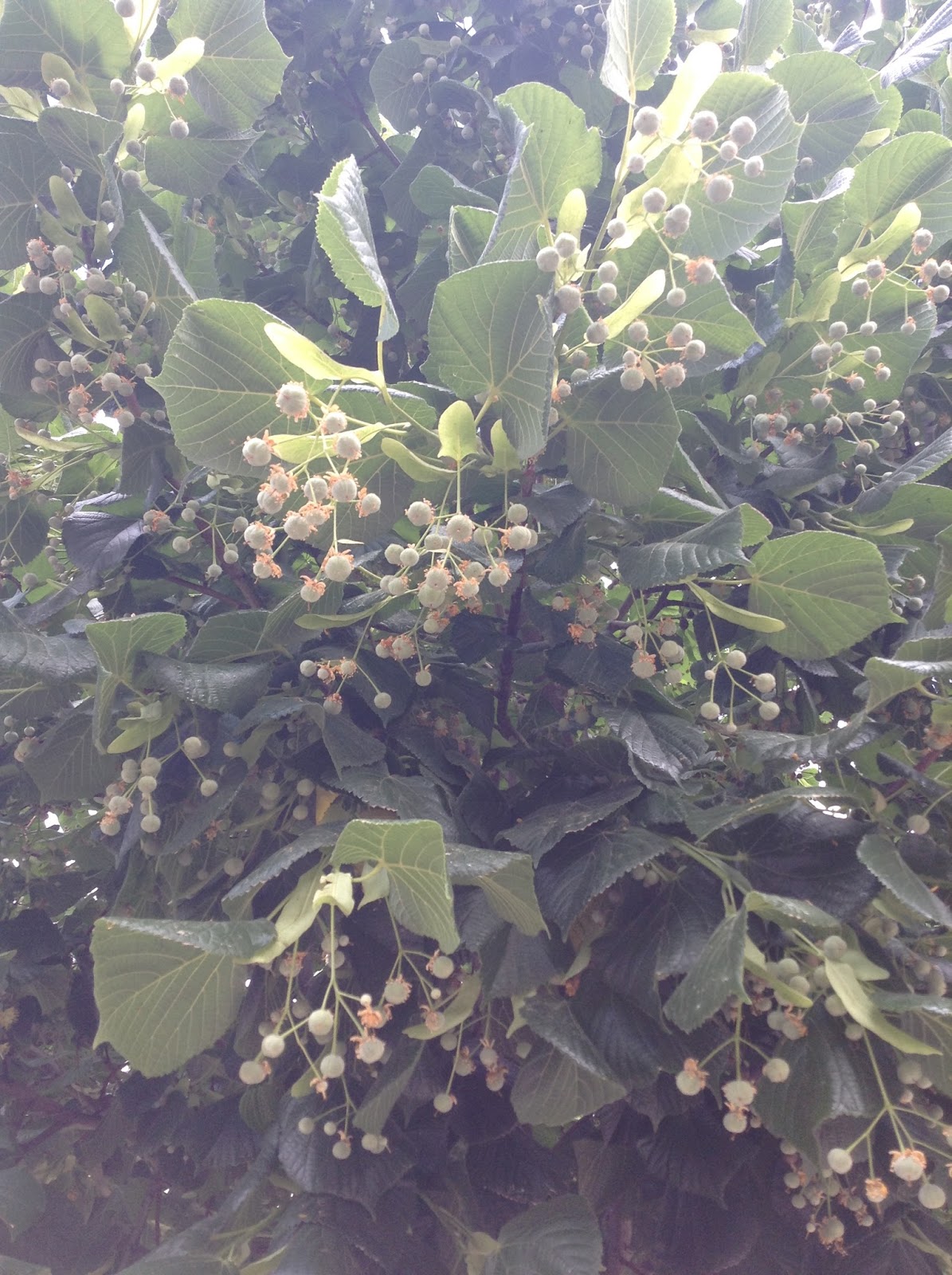 NATURALEZA AL DÍA: EL TILO: FLOR