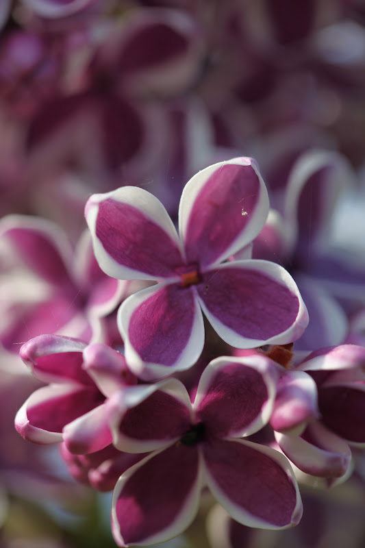 Garden Living: Velduftende syriner