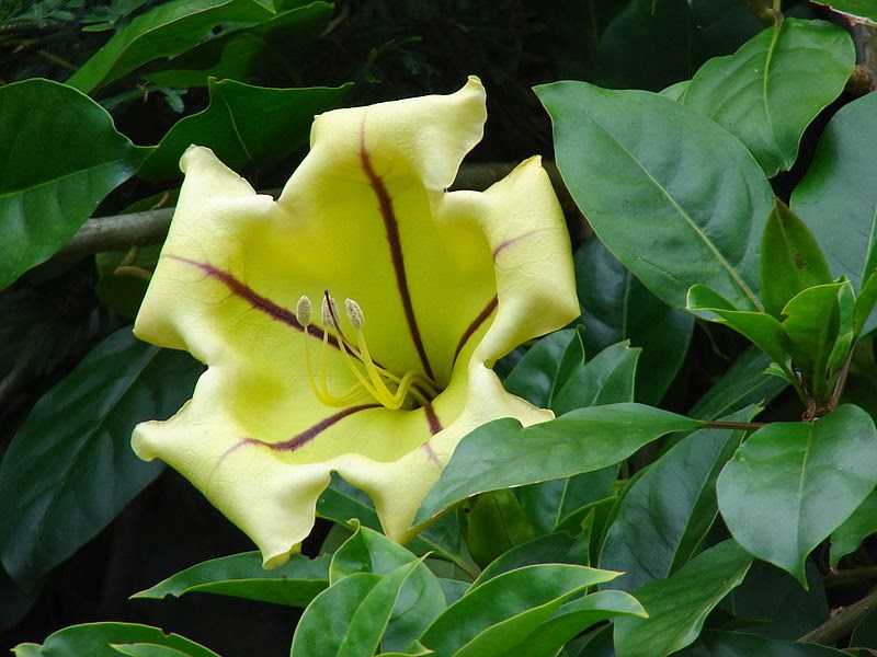 THE GOLDEN CHALICE VINE - Solandra maxima |The Garden of Eaden