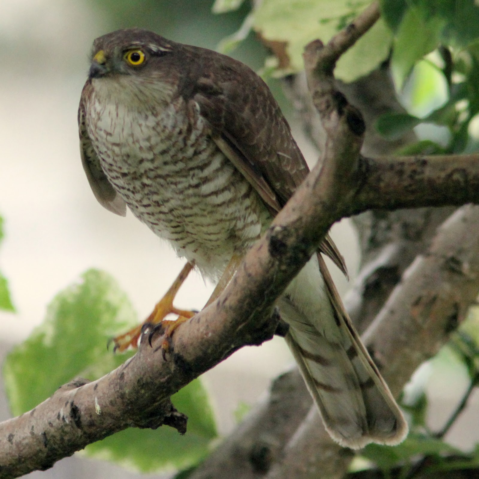 limerick-birder.blog: Sparrow Hawk