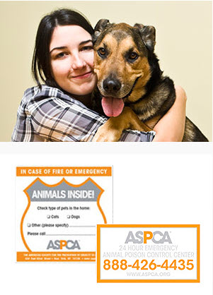 Ready Long Beach: ASPCA Has Pet Safety Pack