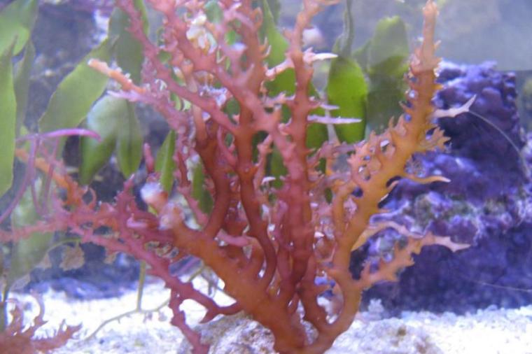 Belajar Asik Dan Kreatif: Mengenal Ganggang atau alga dan Jenis jenisnya