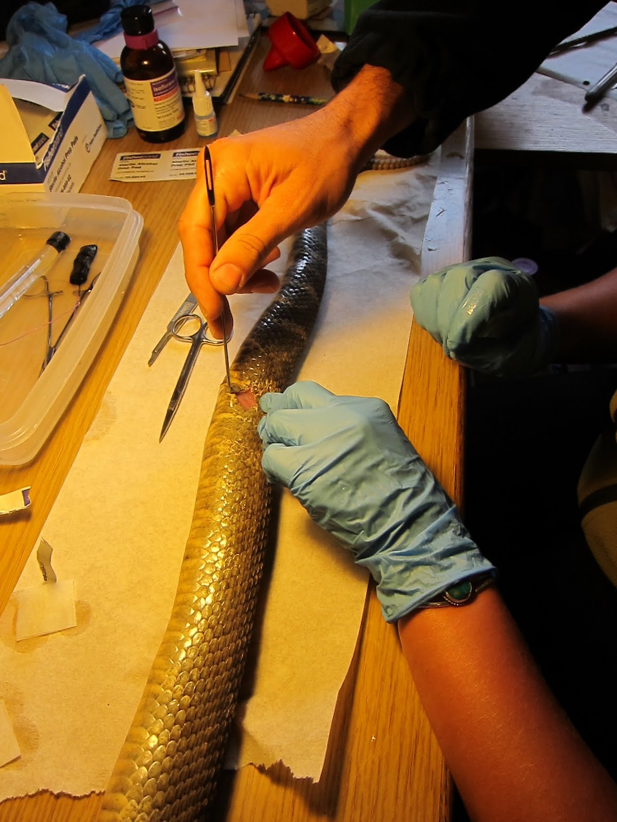 Strike, Rattle, & Roll: My First Snake Surgery!