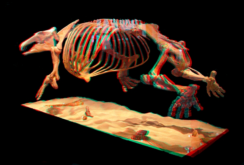 Space and Earth Science: Palaeontology - 20 million-year-old fossil sea ...