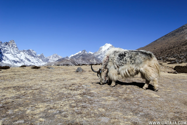 Foto Hewan Yak, Mirip Lembu berbulu Lebat Hewan Asli Pegunungan ...