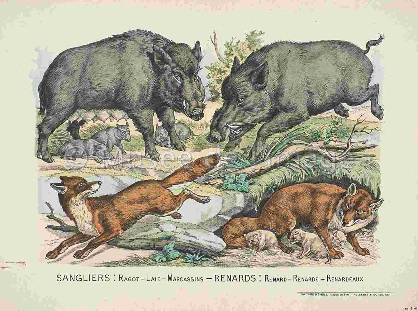 French Vocabulary Illustrated: ragot (sanglier)