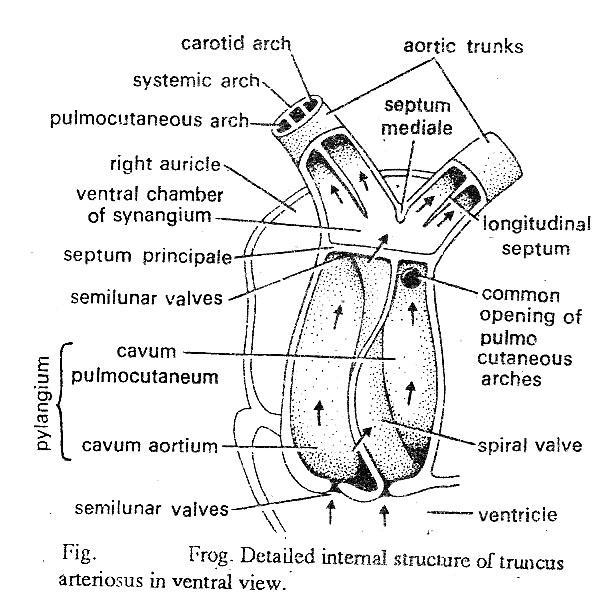 Zoology for higher secondary level: Frog: Blood-Vascular System