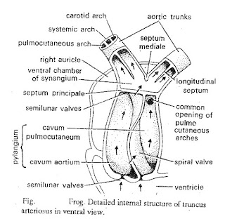 Zoology for higher secondary level: Frog: Blood-Vascular System