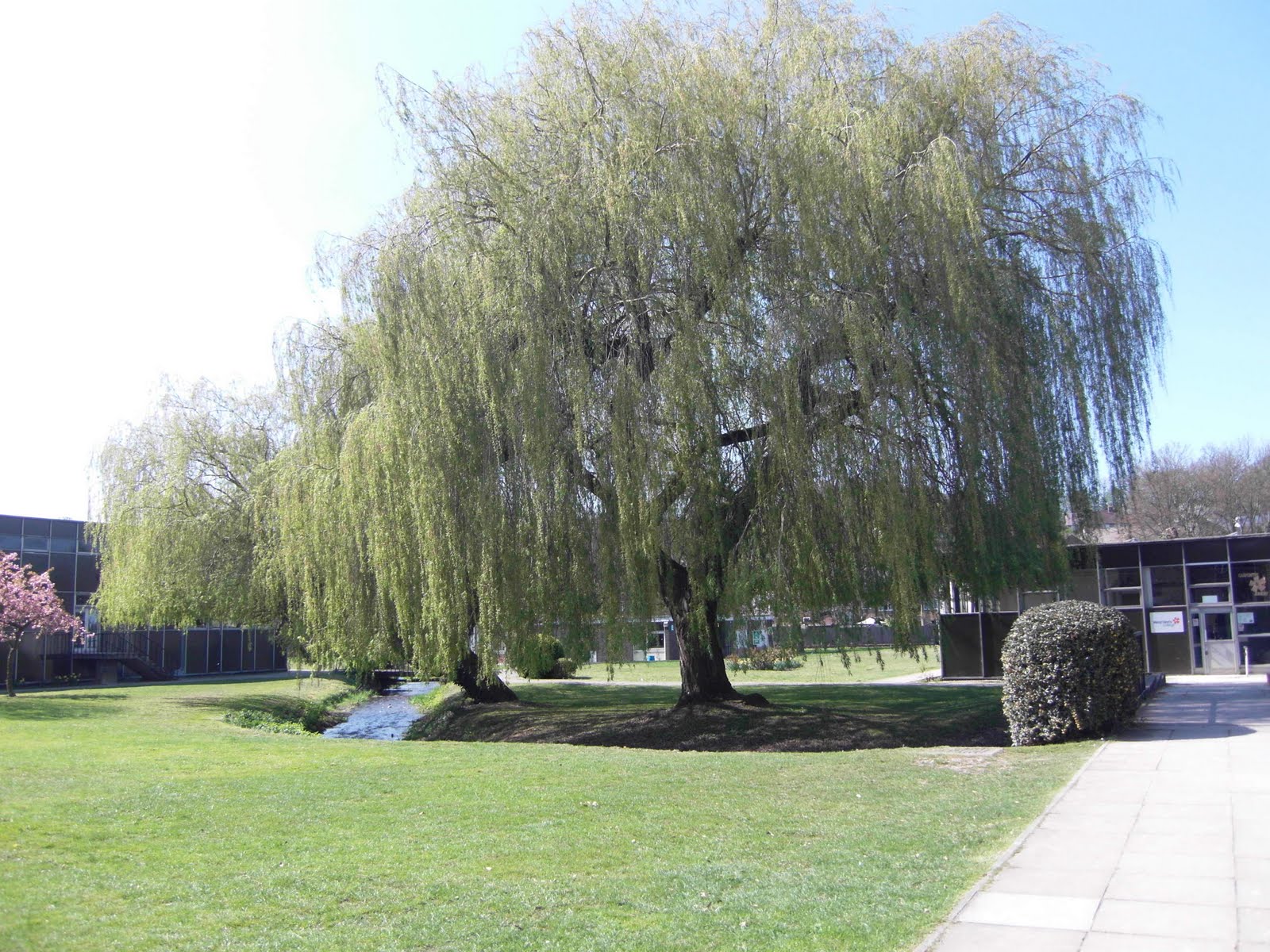 The thoughts of someone with time to think.: Dacorum College