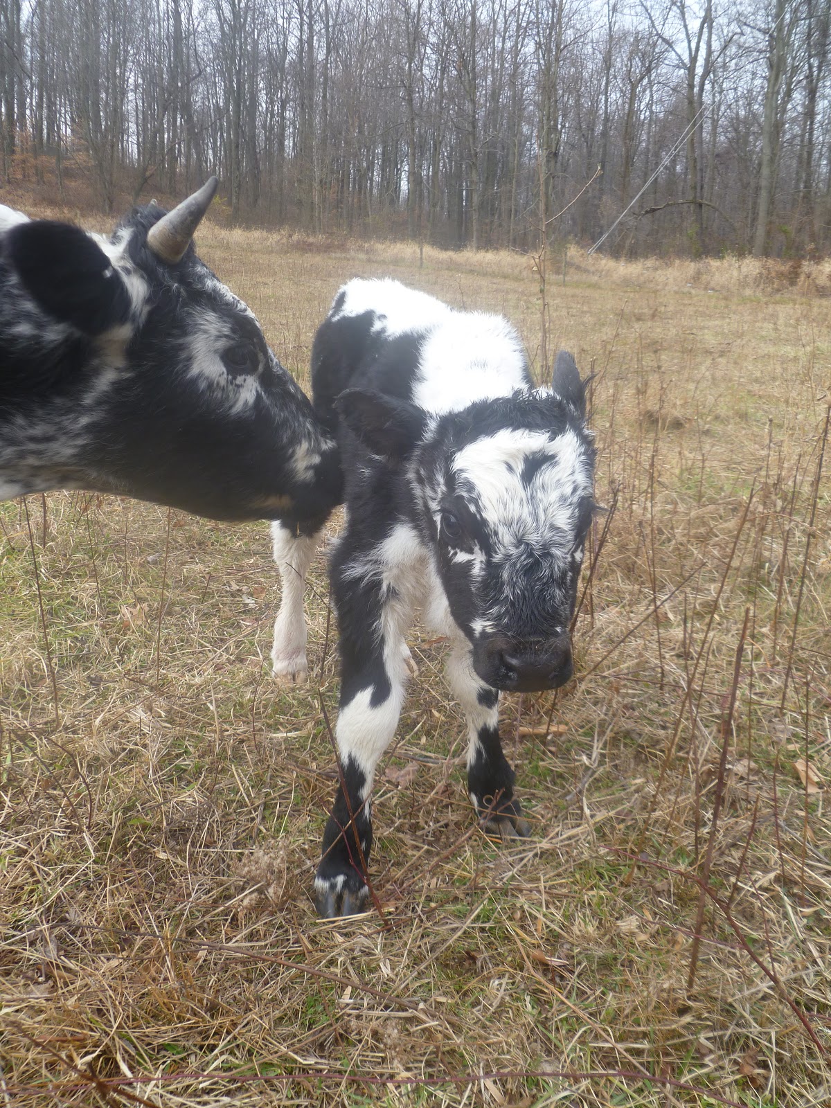 terravita farms: Randall Cattle: New Arrivals!