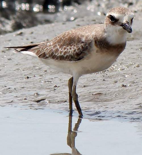 Lesser sand-plover images | Birds of India | Bird World