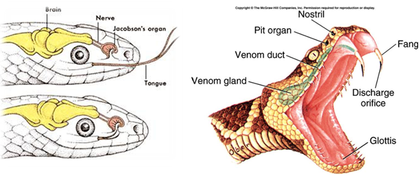 Populer 25+ Gambar Kerongkongan Atau Esofagus