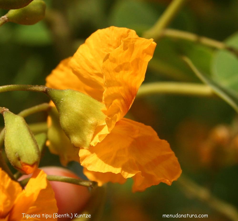 Menuda Natura: Tipuana tipu (Benth.) Kuntze