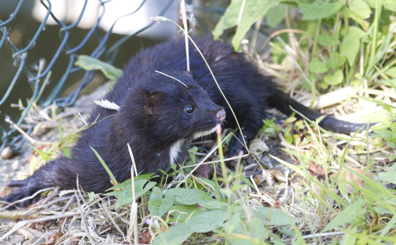 Thames Nature Notes: Beautiful . . . but deadly - the mink!