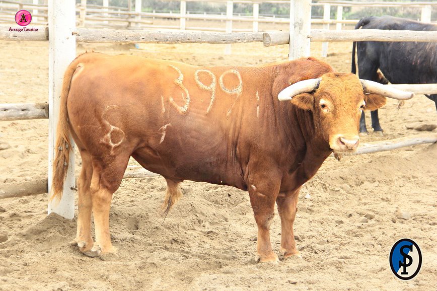 PERÚ TOROS: IMÁGENES DE LOS SIETE TOROS QUE SE LIDIARÁN EN CANTA EN ...