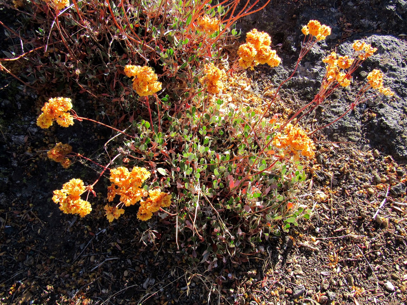 Botanizing on the Modoc Plateau