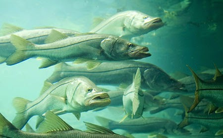 On Foot Angler: Snook Week #8