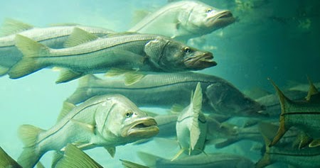 On Foot Angler: Snook Week #8