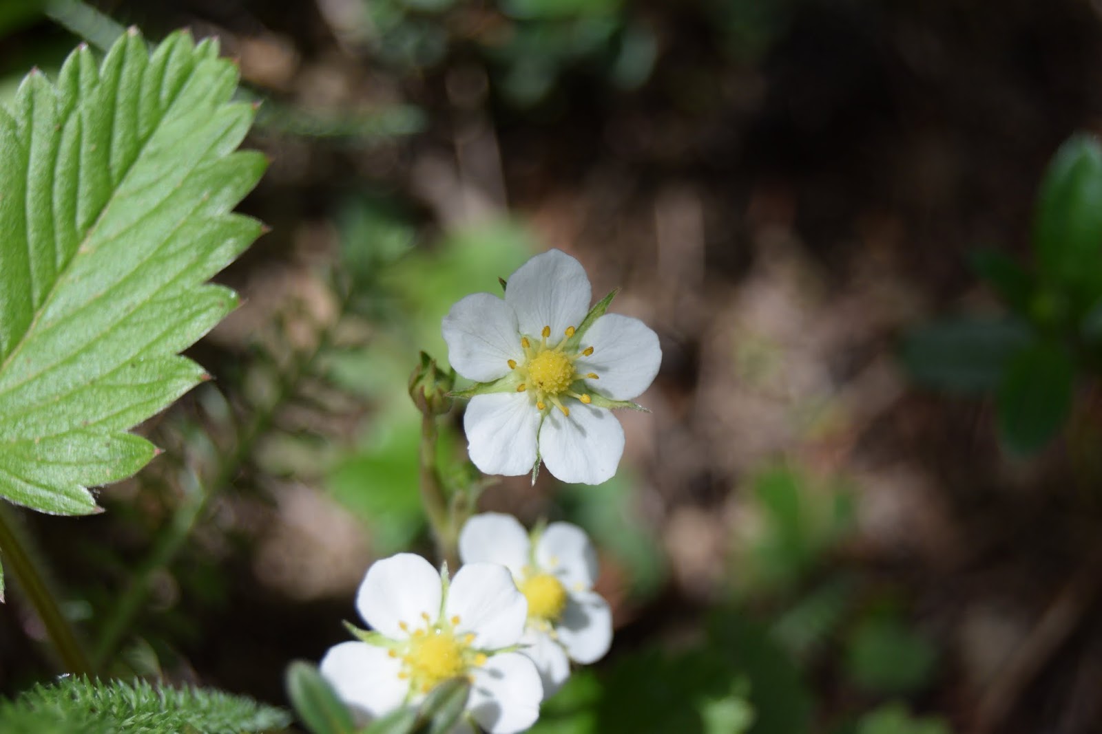Frumusetile naturii: Fragi de padure (Fragaria vesca)
