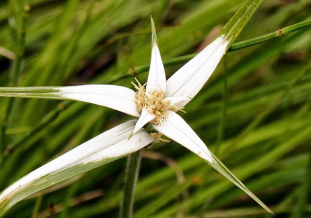 Meu Diário de Terapias Complementares: Capim Estrela - Rhynchospora nervosa