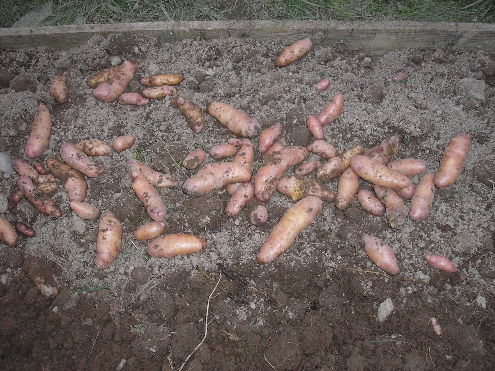 Glangwili Farm: Pink Fir Apple potatoes from a new raised bed