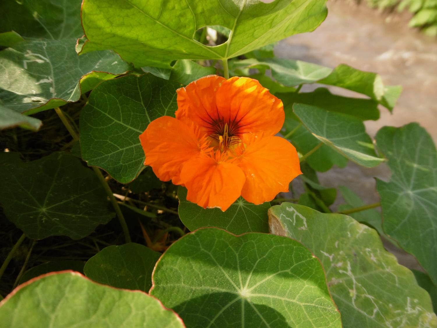 ALTERNATIVA ECOLÓGICA: CULTIVO DE MASTUERZO