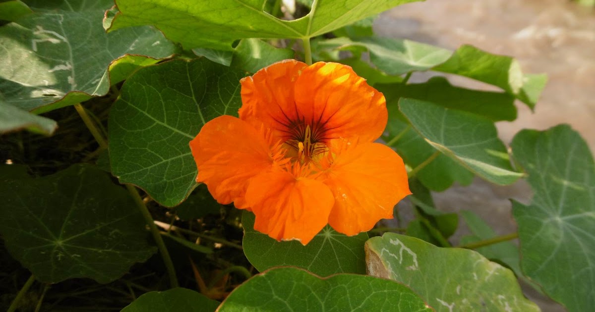 ALTERNATIVA ECOLÓGICA: CULTIVO DE MASTUERZO