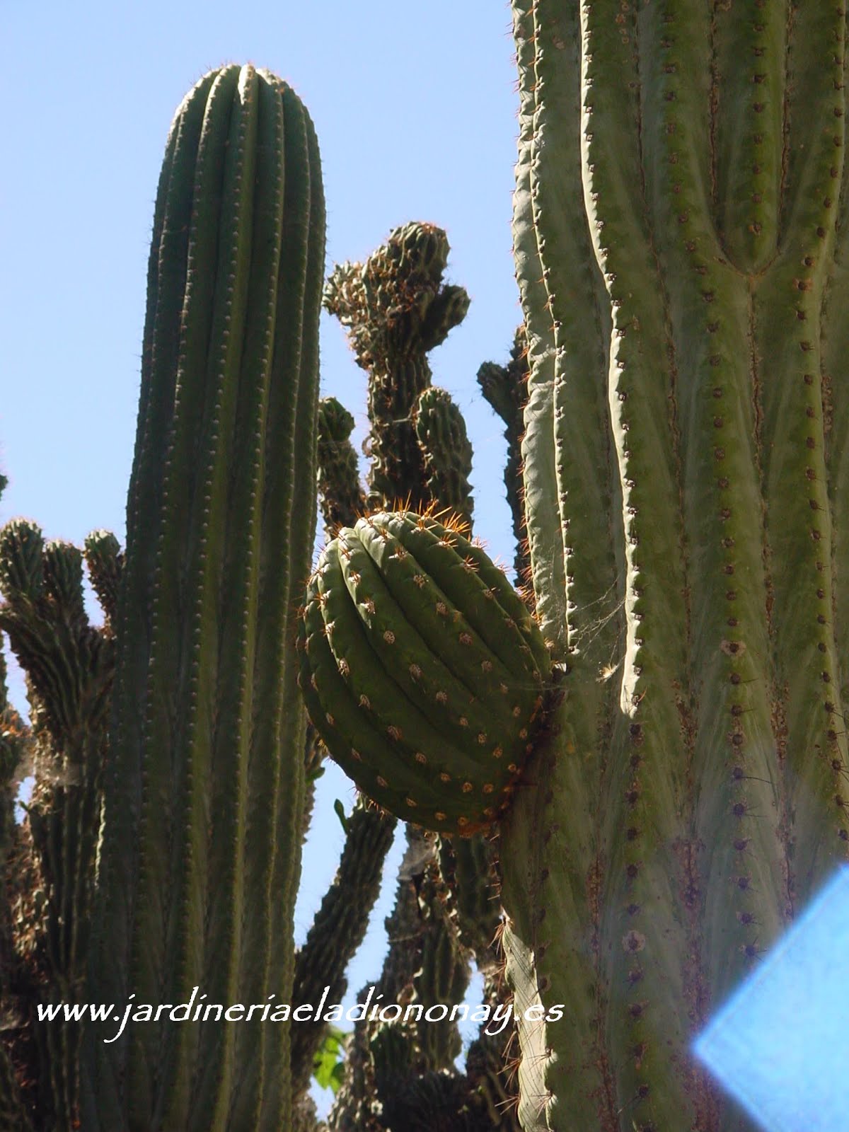 Jardineria Eladio Nonay: EL MUNDO DE LOS CACTUS (Jardinería Eladio Nonay)