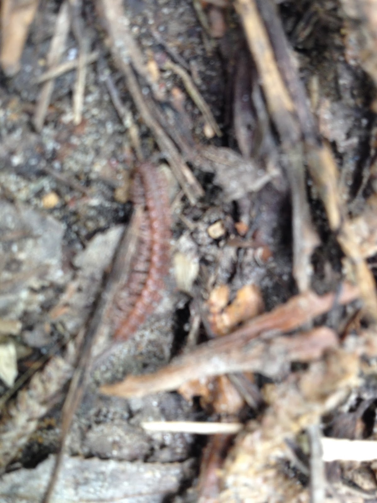 1ste graad Leen: 2016