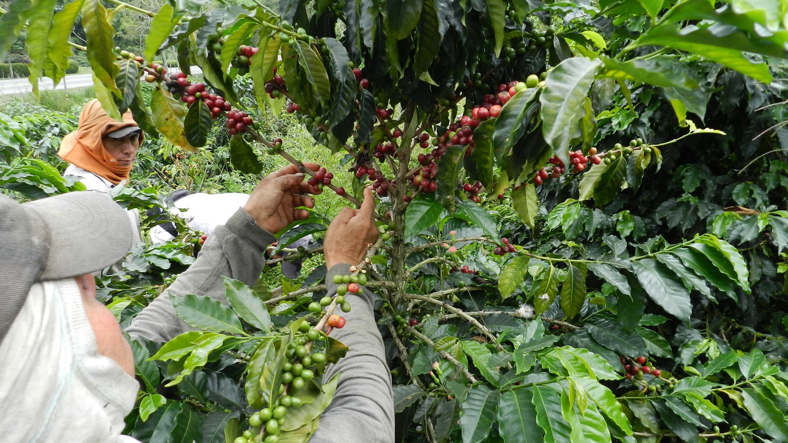 PAISAJE CULTURAL CAFETERO UNESCO: COMO ESTA CONFORMADO EL PAISAJE ...