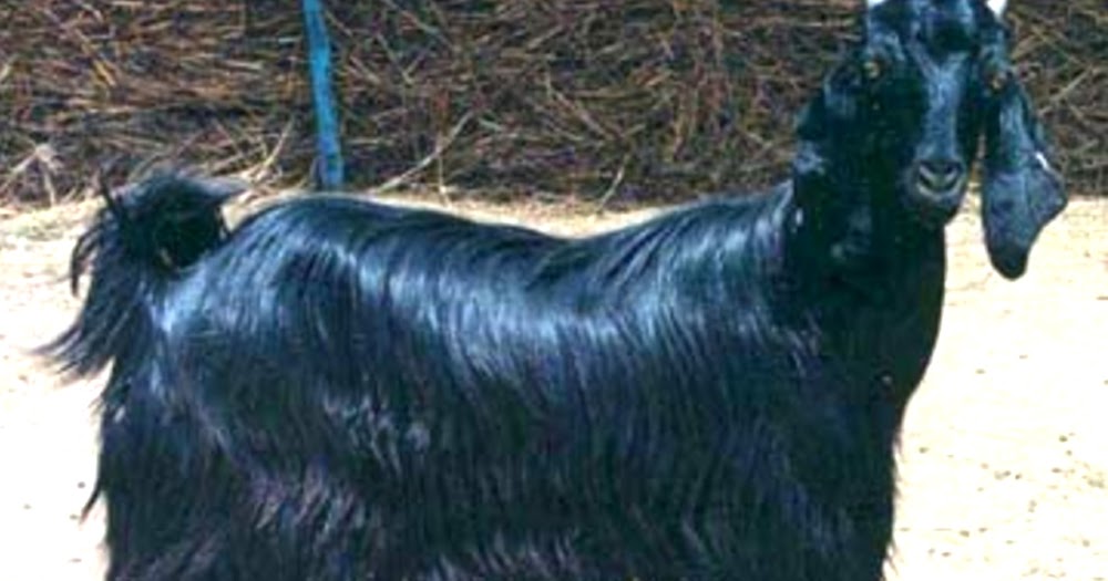 Indian Breed Cattles: Marwari Goat