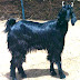 Indian Breed Cattles: Marwari Goat