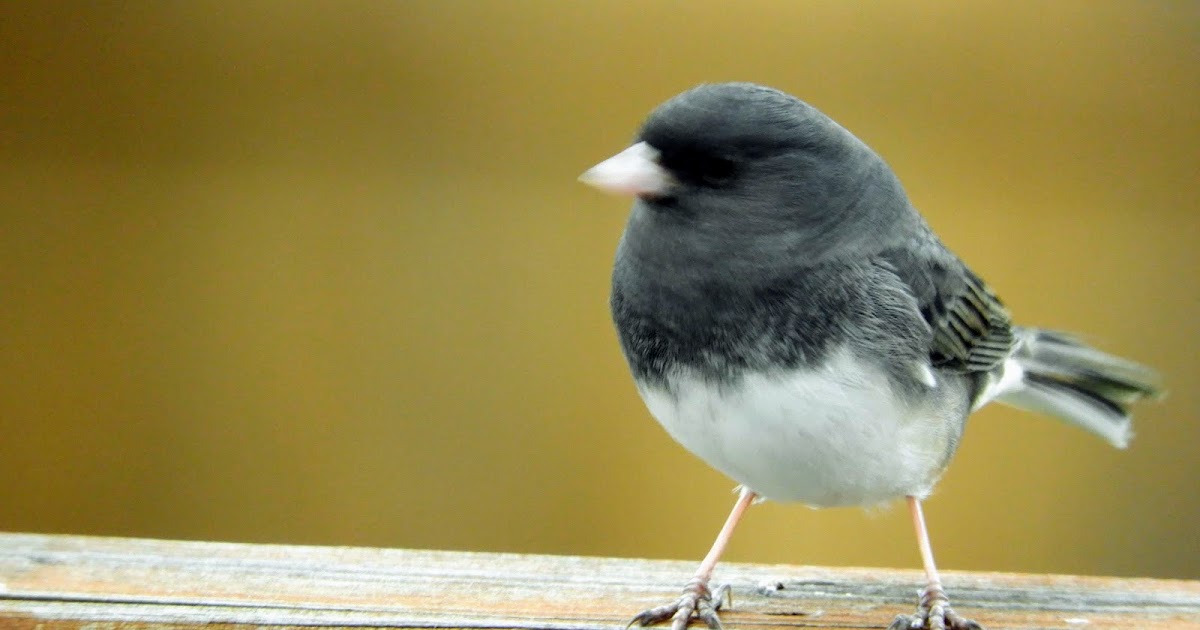 Larry's Photo a Day: Junco Migration.......