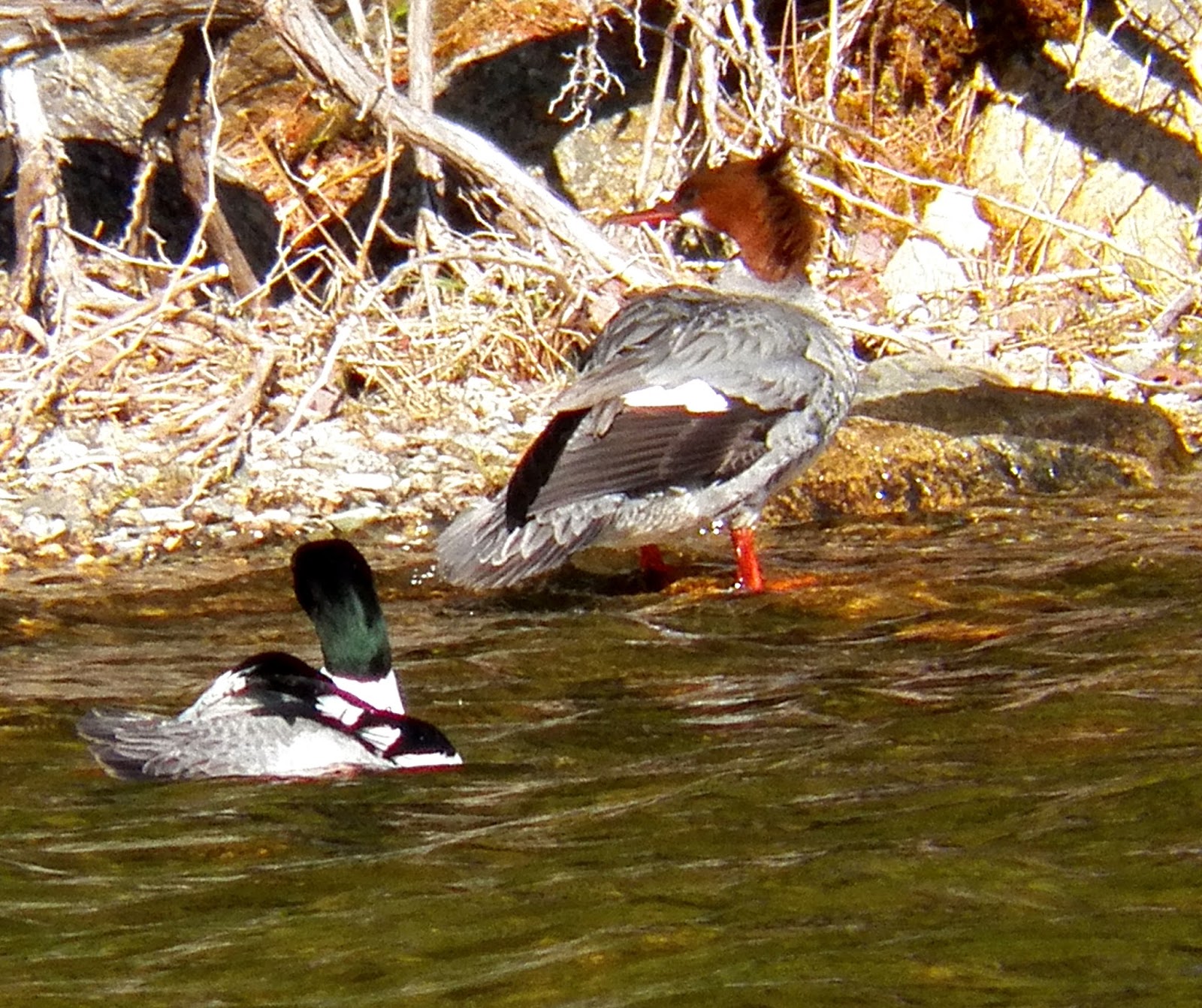 EXPLORING IN AND AROUND ACADIA NATIONAL PARK: THE WATERS OF BUBBLE POND