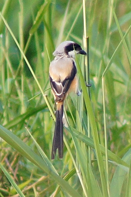 Types of Birds: Shrikes
